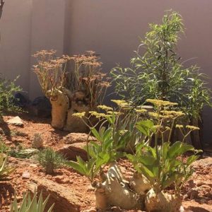 Indigenous Nursery Namibia - Namib Trees Indigenous Nursery