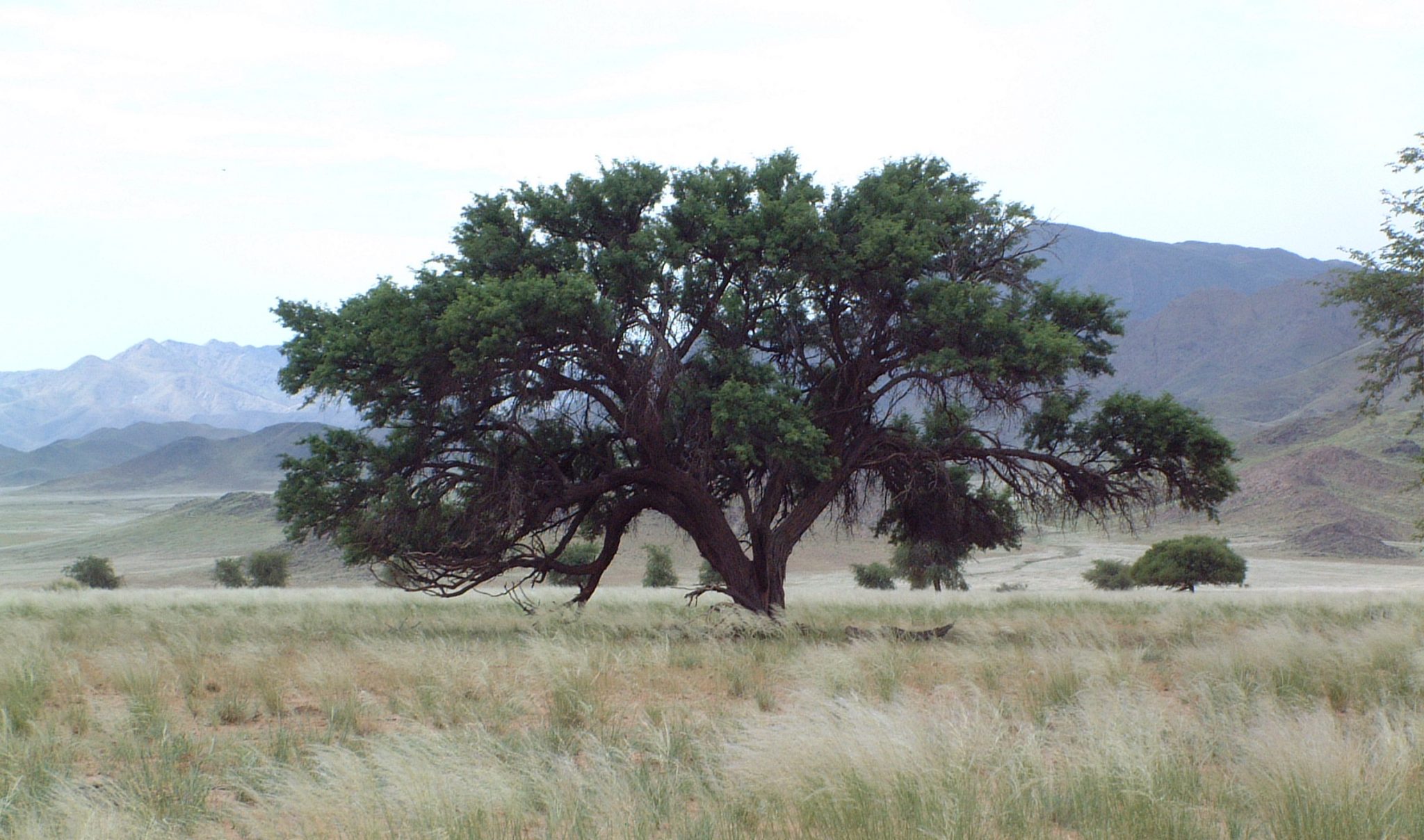 PLANTS - Namib Trees