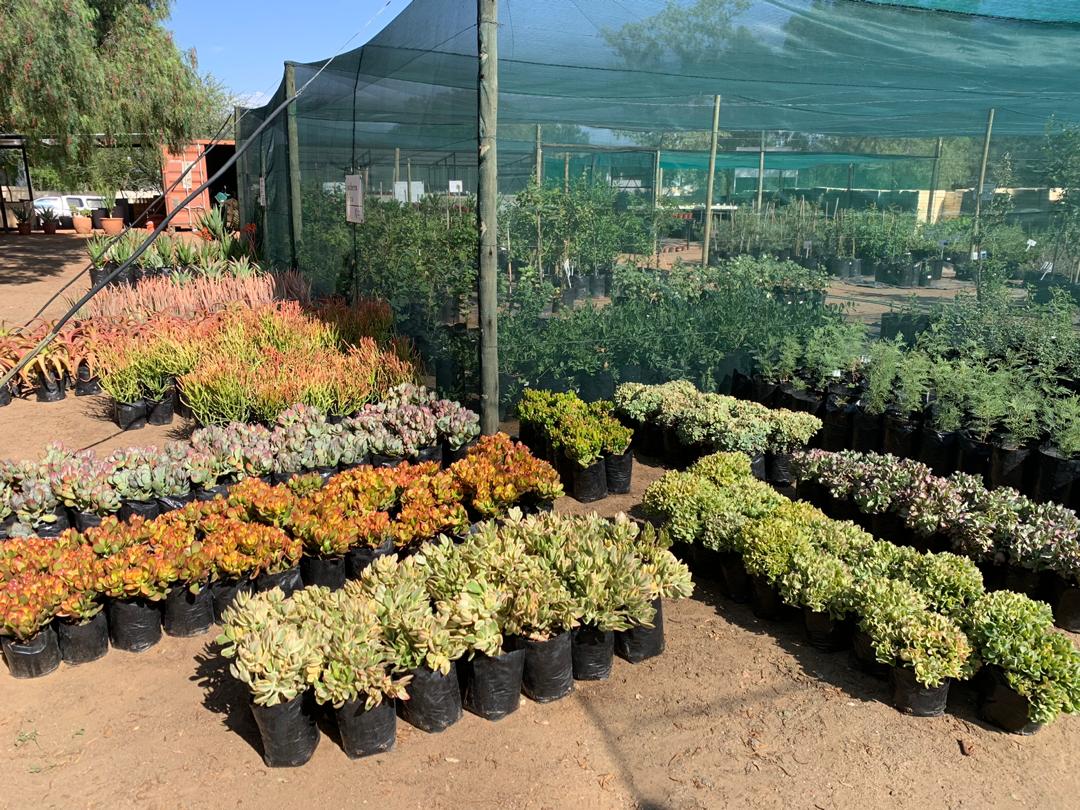 NURSERIES - Namib Trees