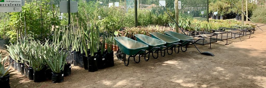 Indigenous Nursery Namibia - Namib Trees Indigenous Nursery